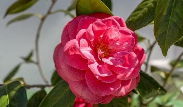 Beberapa Spesies Bunga Langkah yang Perlu Anda Tahu - GardengateRecords.com