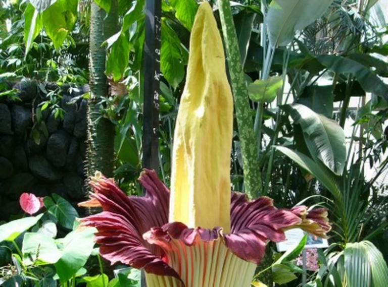 Beberapa Spesies Bunga Langkah yang Perlu Anda Tahu - GardengateRecords.com